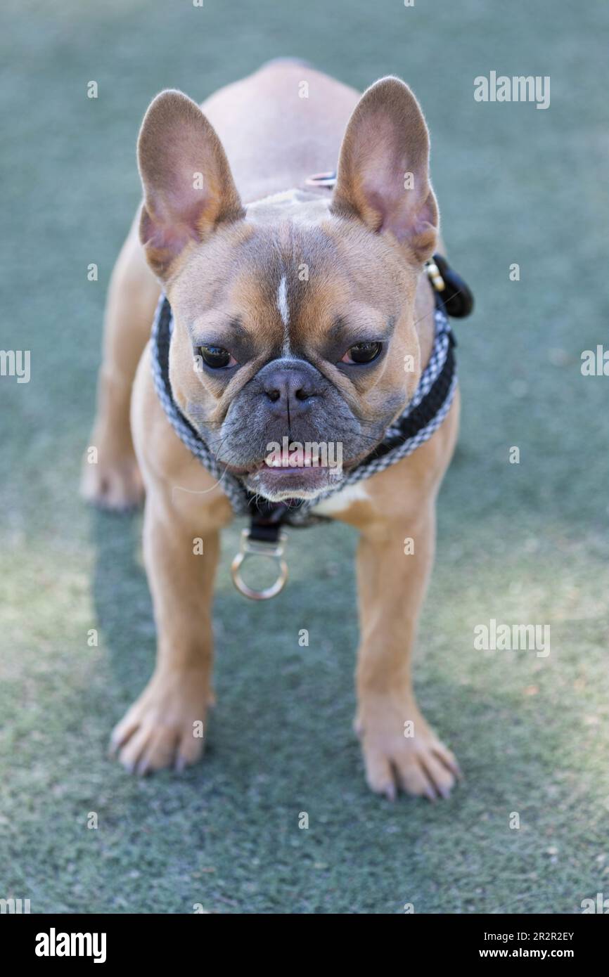 10-Months-Old Blue Fawn Female Frenchie. Off-leash dog park in Northern ...