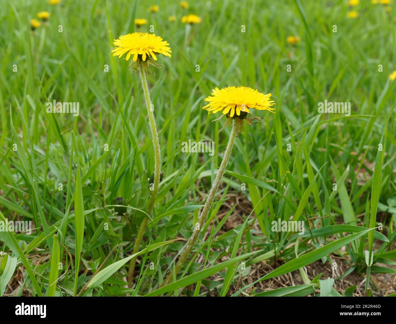 Dandelions in bloom. Quebec,Canada Stock Photo - Alamy