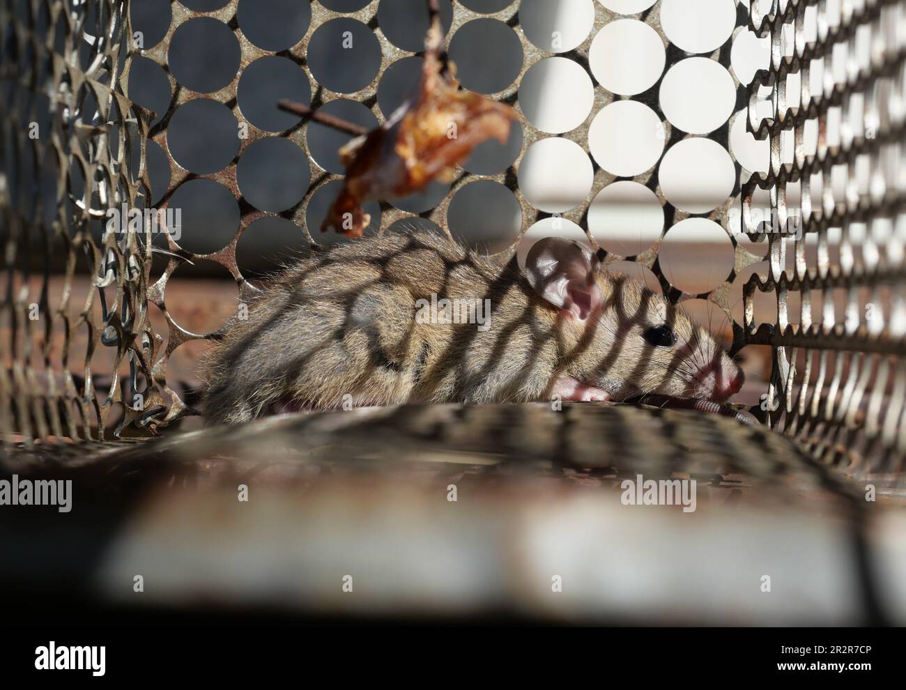 Rat in cage mousetrap on white background, Mouse finding a way out of ...
