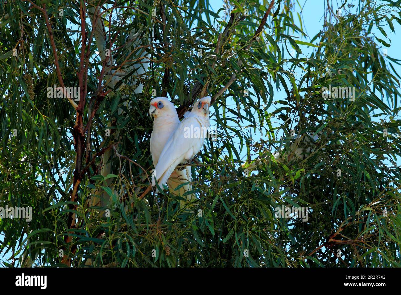 Little Corella Cockatoos ( Cacatua sanguinea ) perched in tree, Western ...