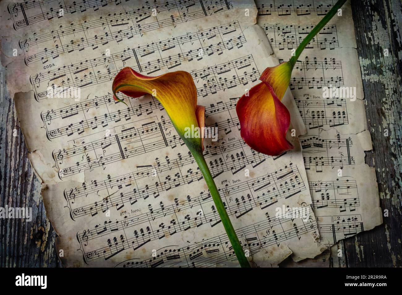 Calla Lillies On Sheet Music Still life Stock Photo - Alamy