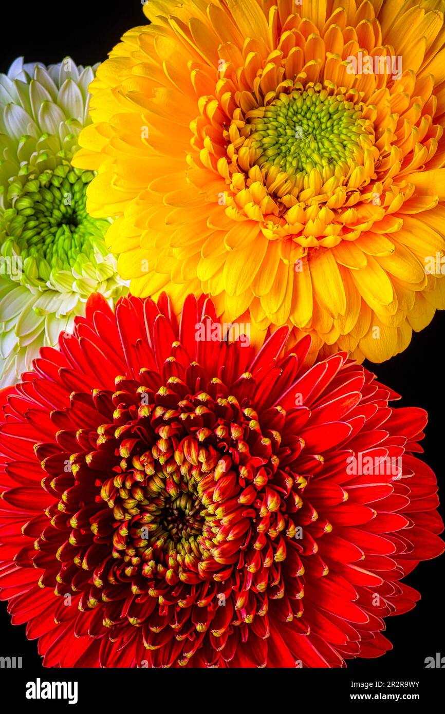 Three Colorful Daises Stock Photo - Alamy