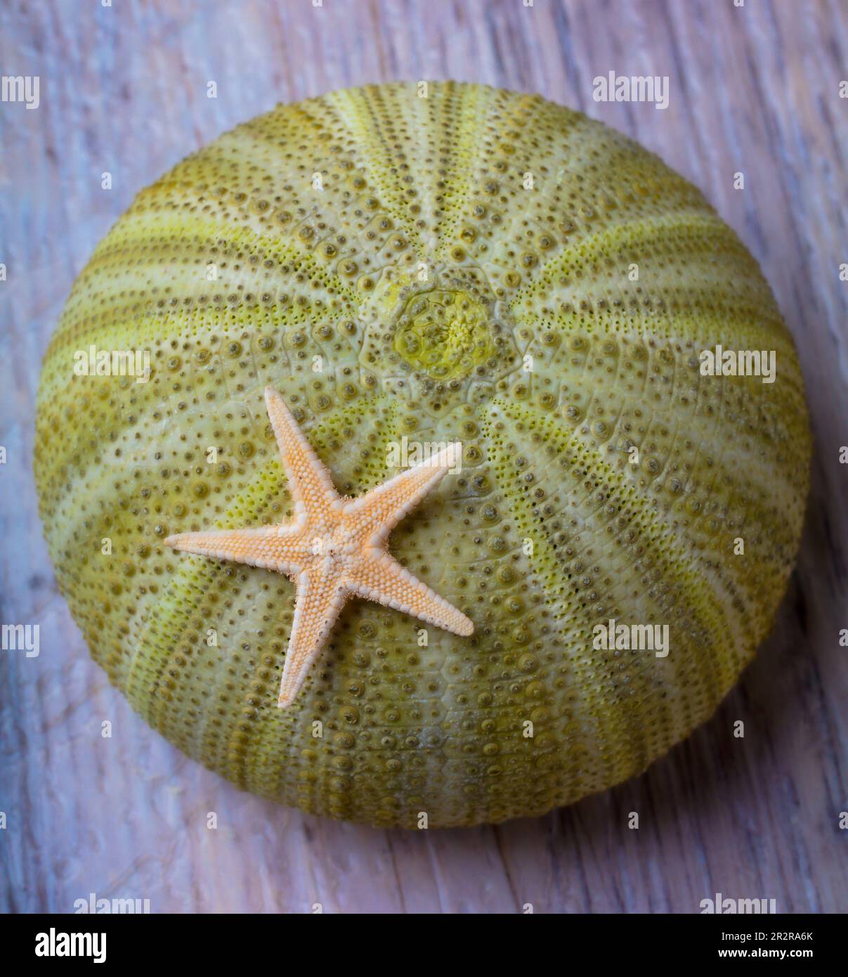 Sea Urchin With Starfish Still Life Stock Photo - Alamy