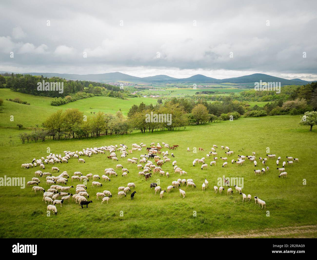PRODUCTION - 10 May 2023, Hesse, Hünfeld: Rhön sheep grazing on the ...