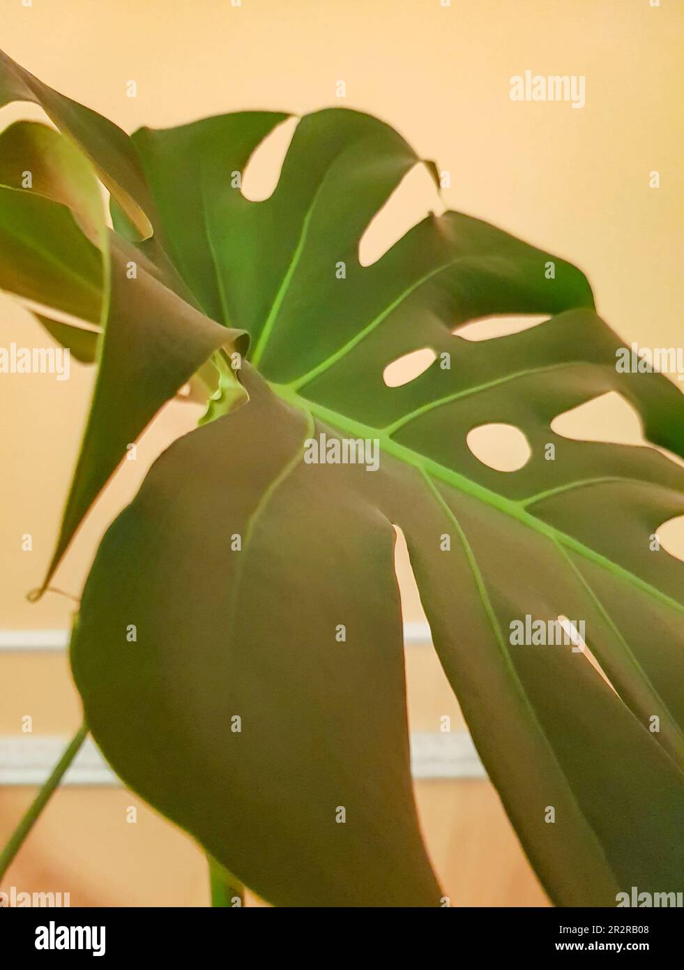 Monstera leaf close-up on a yellow background, vertical Stock Photo - Alamy