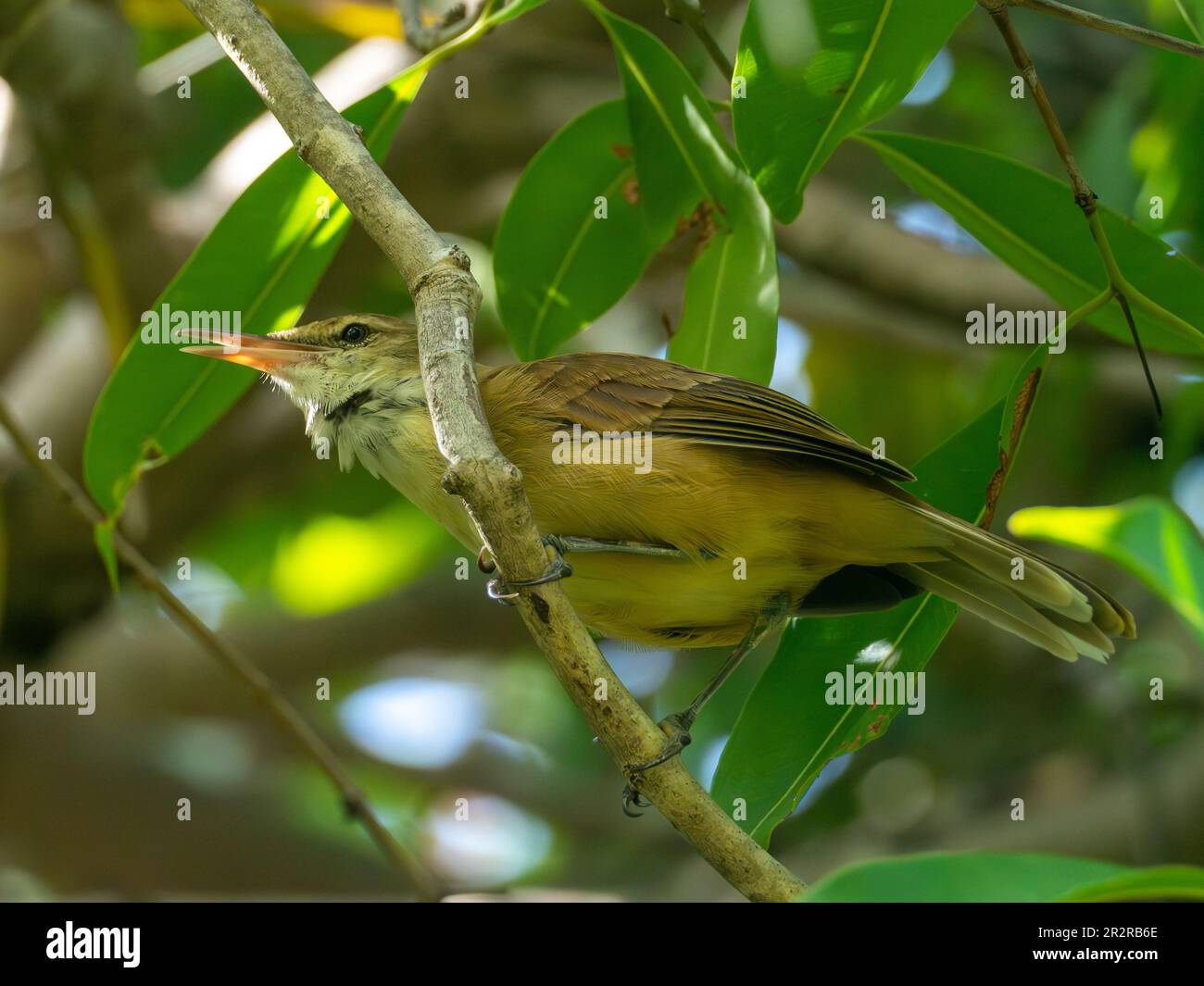 Tuamotu reed-warbler, Acrocephalus atyphus, an endemic bird on Makatea ...