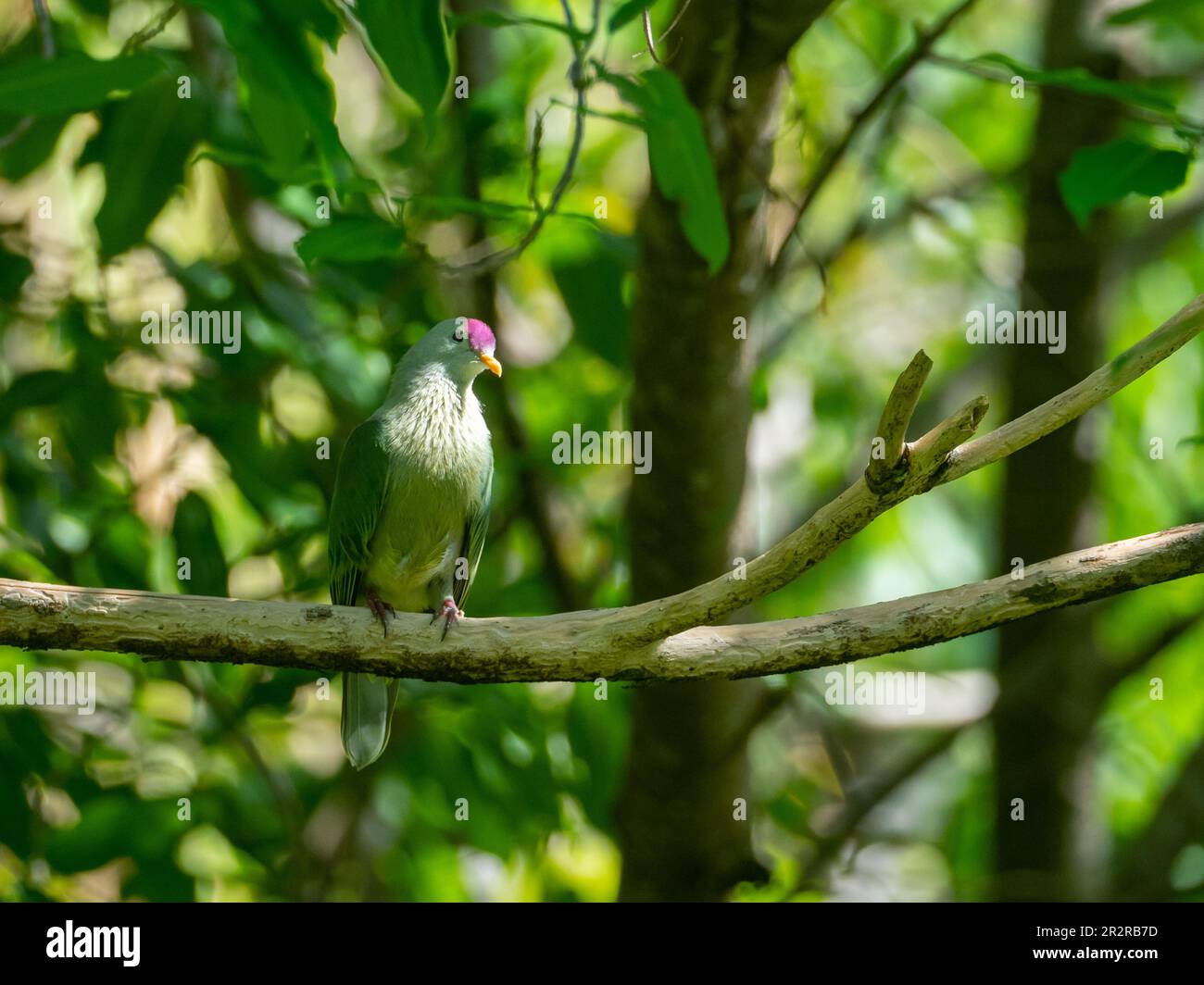 Makatea Fruit-Dove, Ptilinopus chalcurus, an endemic dove on Makatea ...