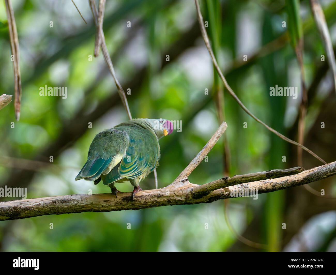 Fruit dove polynesia hi-res stock photography and images - Alamy