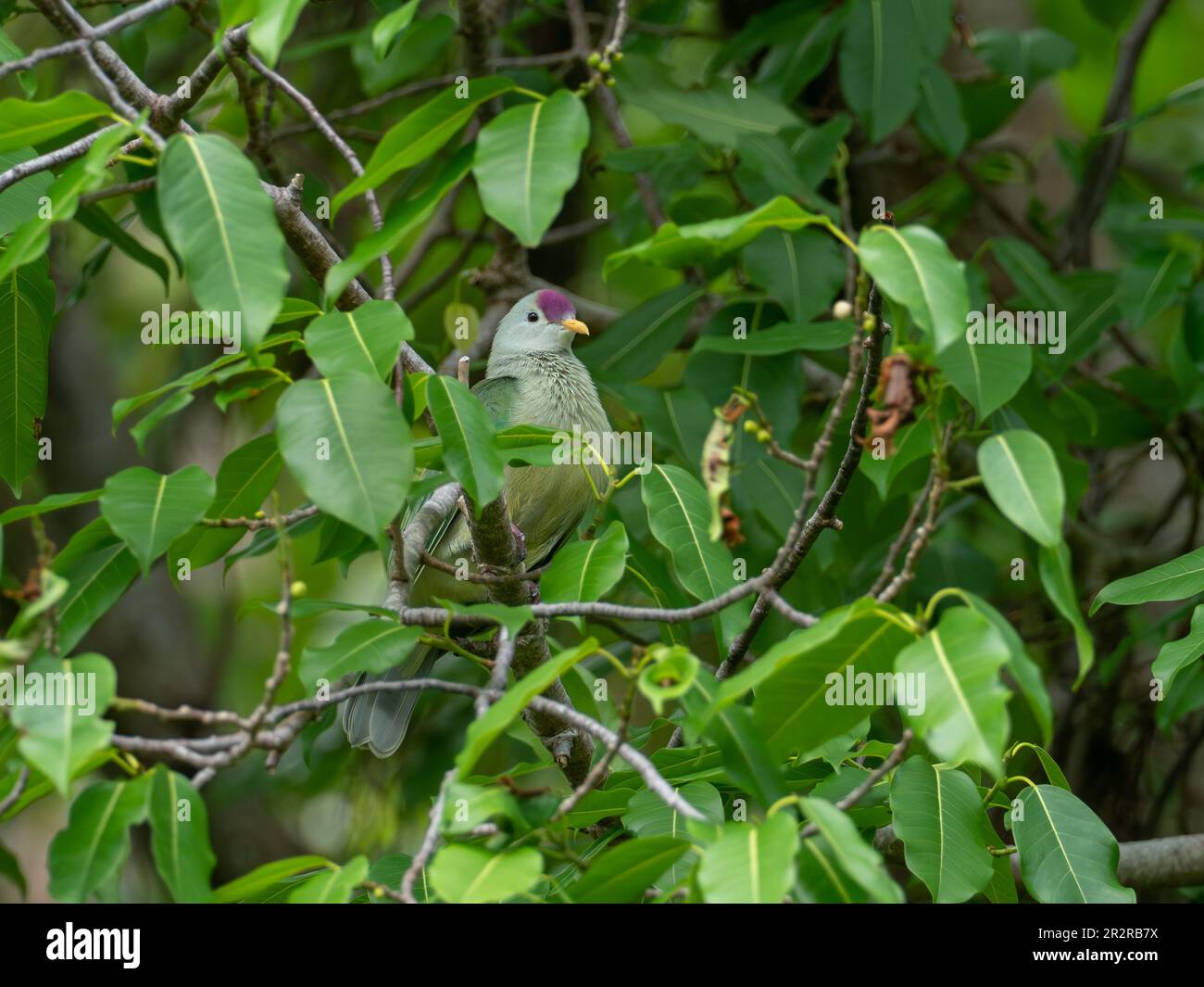 Makatea Fruit-Dove, Ptilinopus chalcurus, an endemic dove on Makatea ...