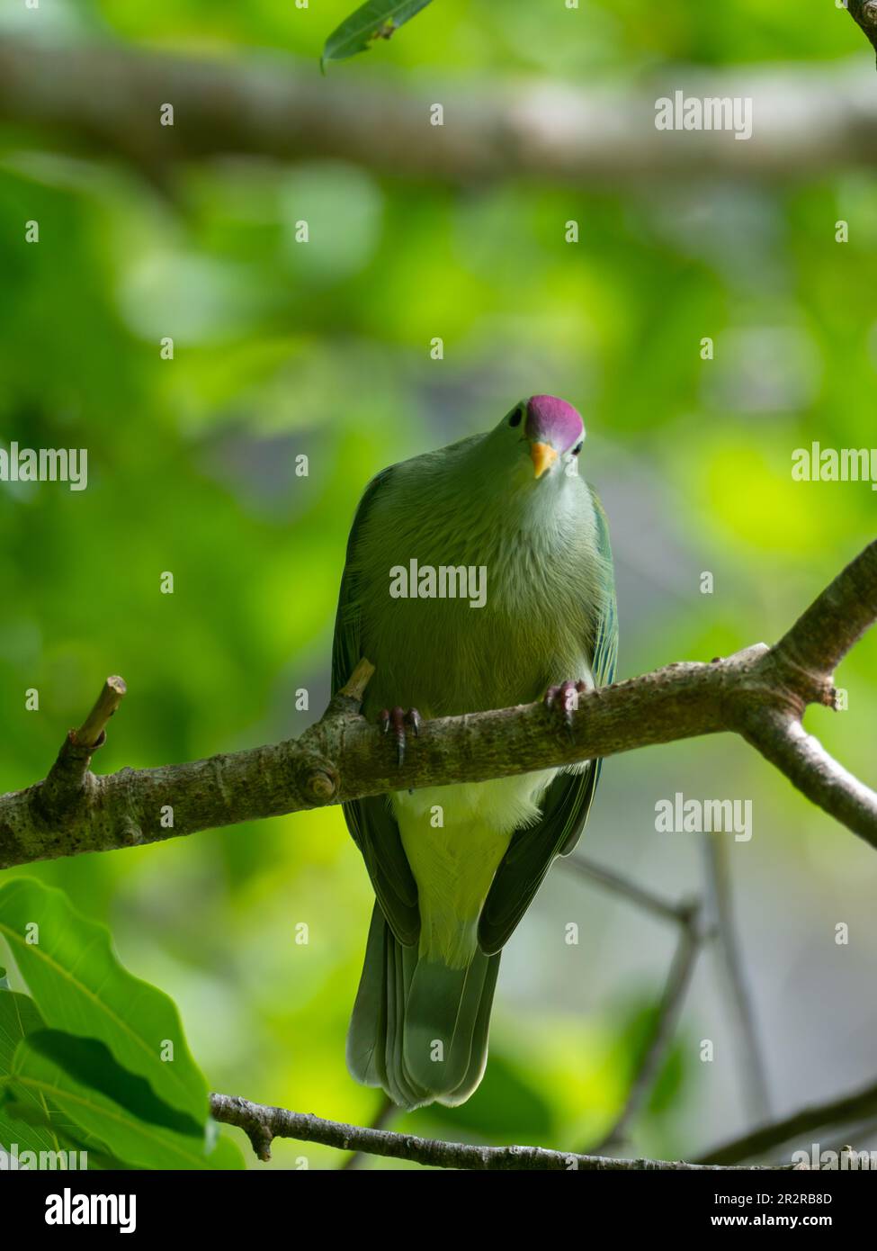 Makatea Fruit-Dove, Ptilinopus chalcurus, an endemic dove on Makatea ...