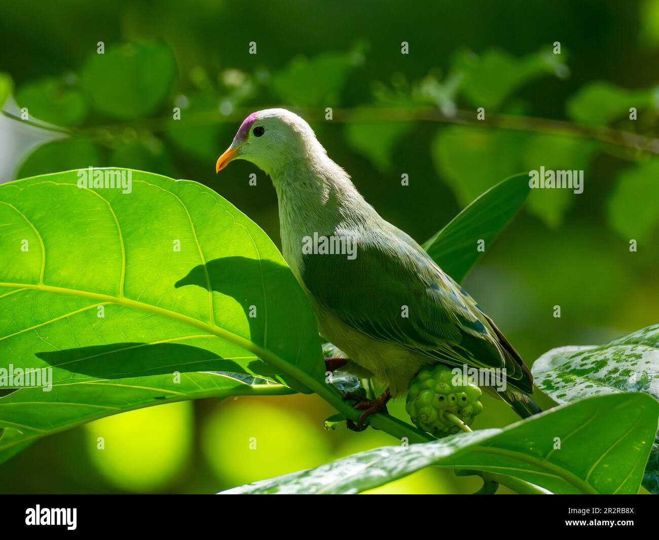 Makatea Fruit-Dove, Ptilinopus chalcurus, an endemic dove on Makatea ...