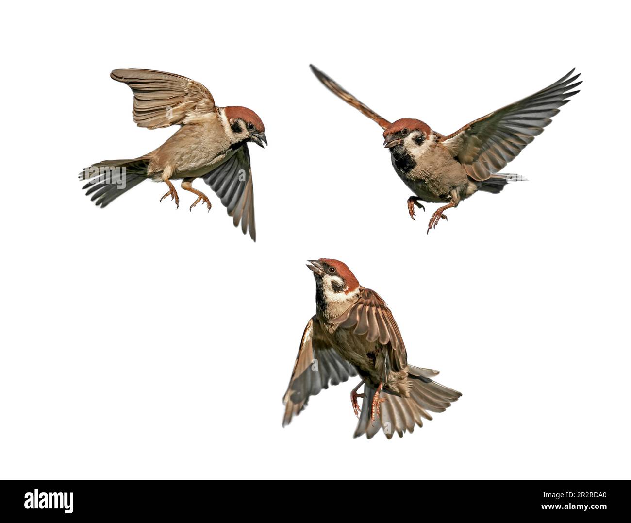 Sparrow In Flight