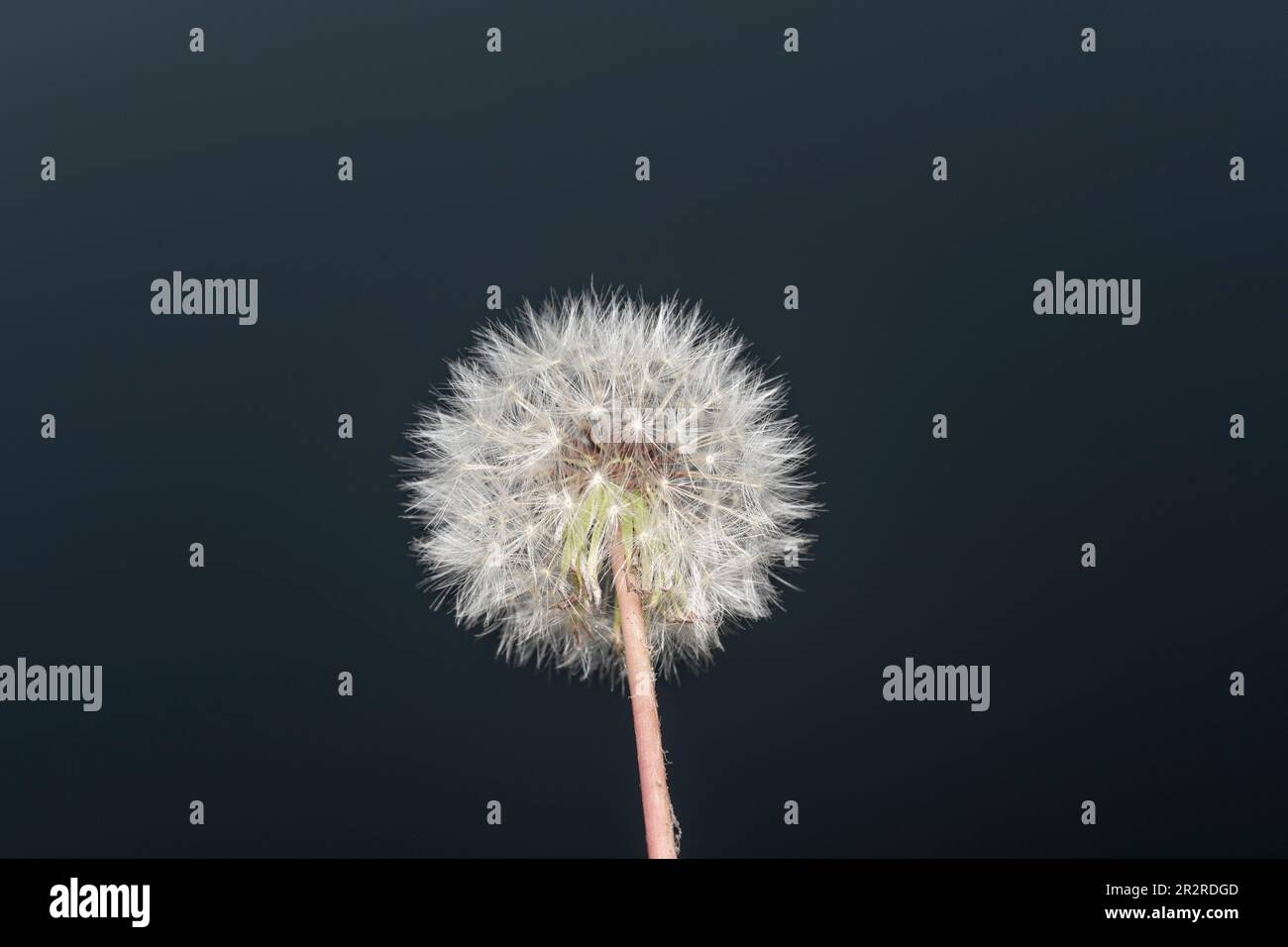 Closed Bud of a dandelion. Dandelion white flowers on dark background ...