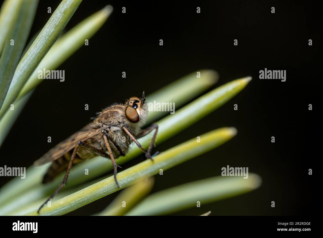 Side view of a Stiletto Thereva fly sitting on a spruce needle. Macro ...
