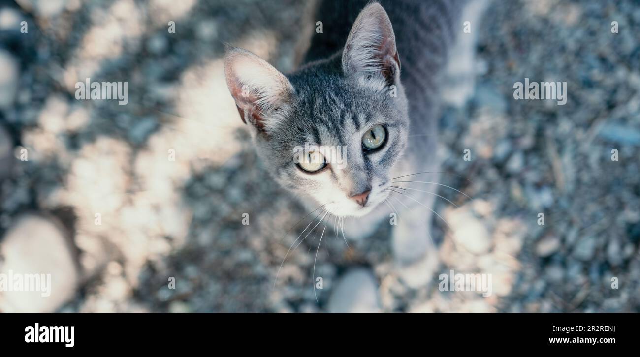 a cute grey kitty, calmly sitting and looking into the camera with its ...