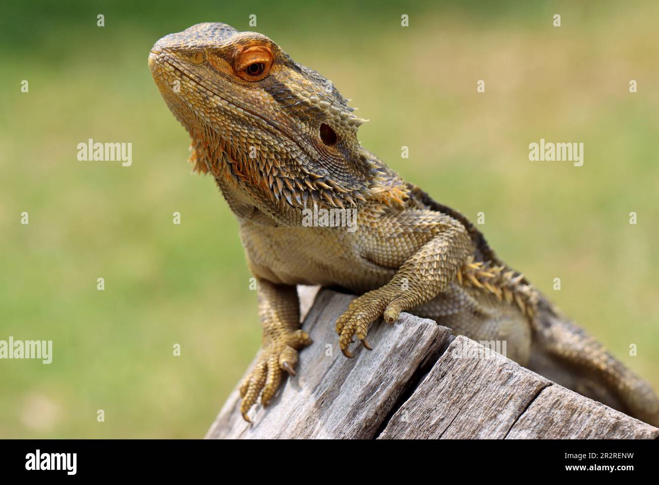 Central Bearded Dragon basking on log Stock Photo - Alamy