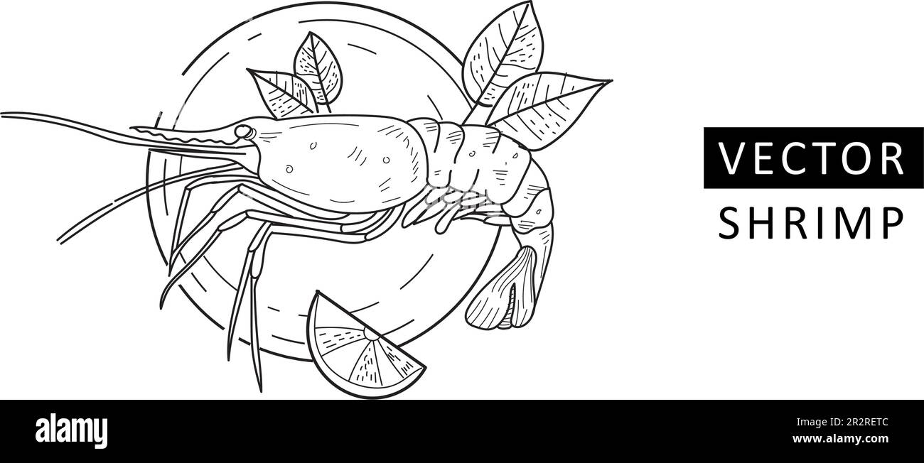 Shrimp line art hi-res stock photography and images - Alamy