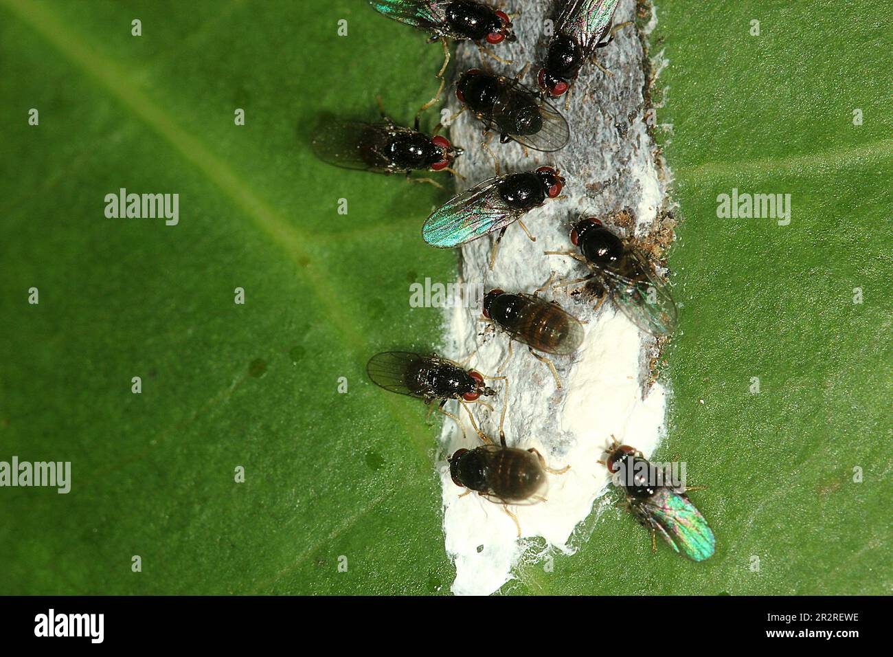 Sacophagus hi-res stock photography and images - Alamy