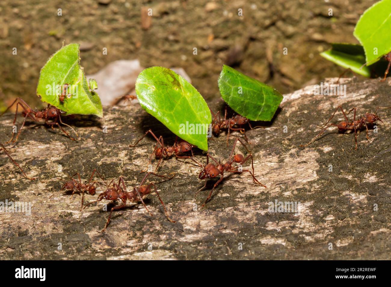 Leaf Cutter Ants carrying leaves to nest Stock Photo - Alamy