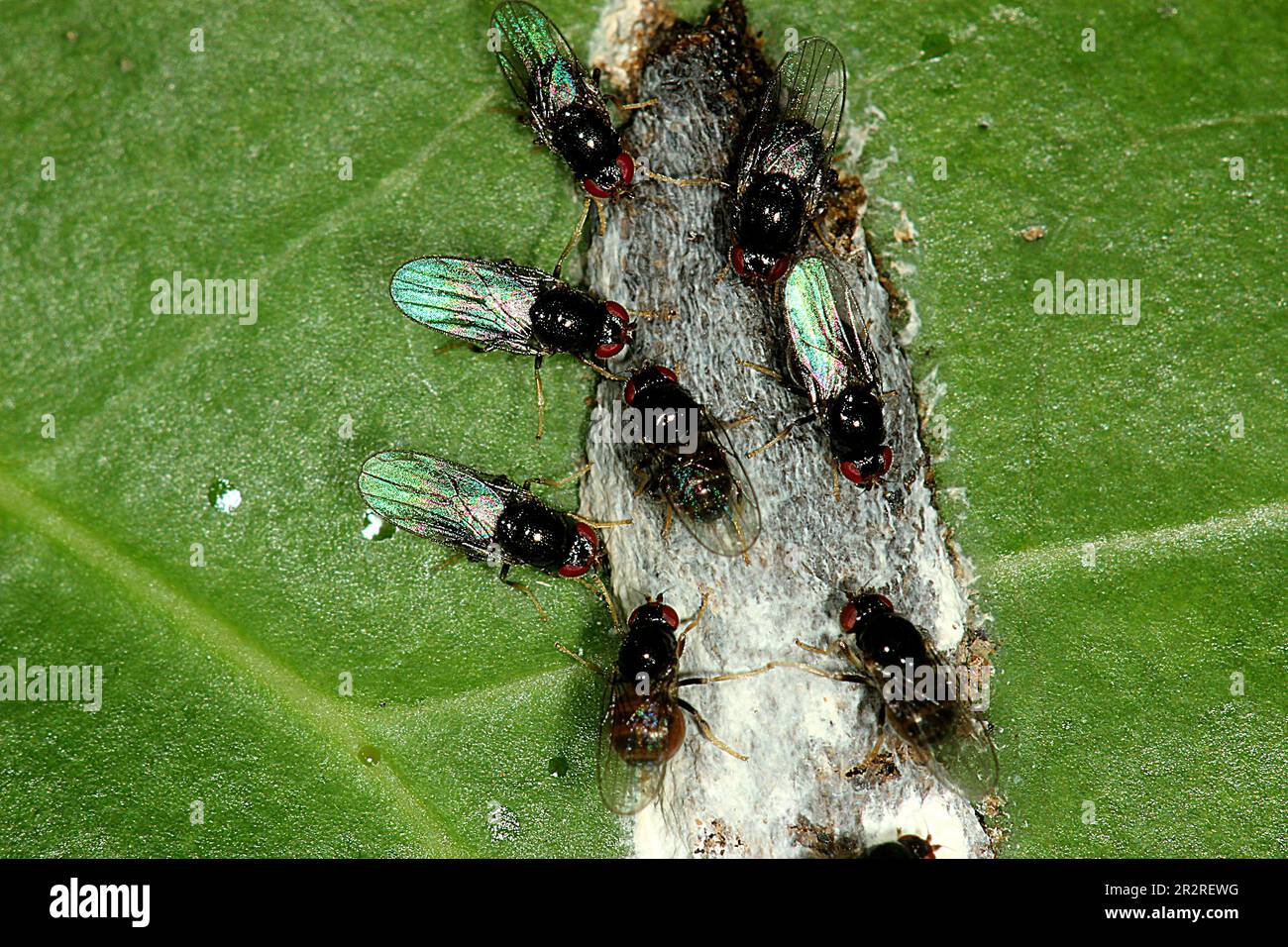 Gaurax hi-res stock photography and images - Alamy