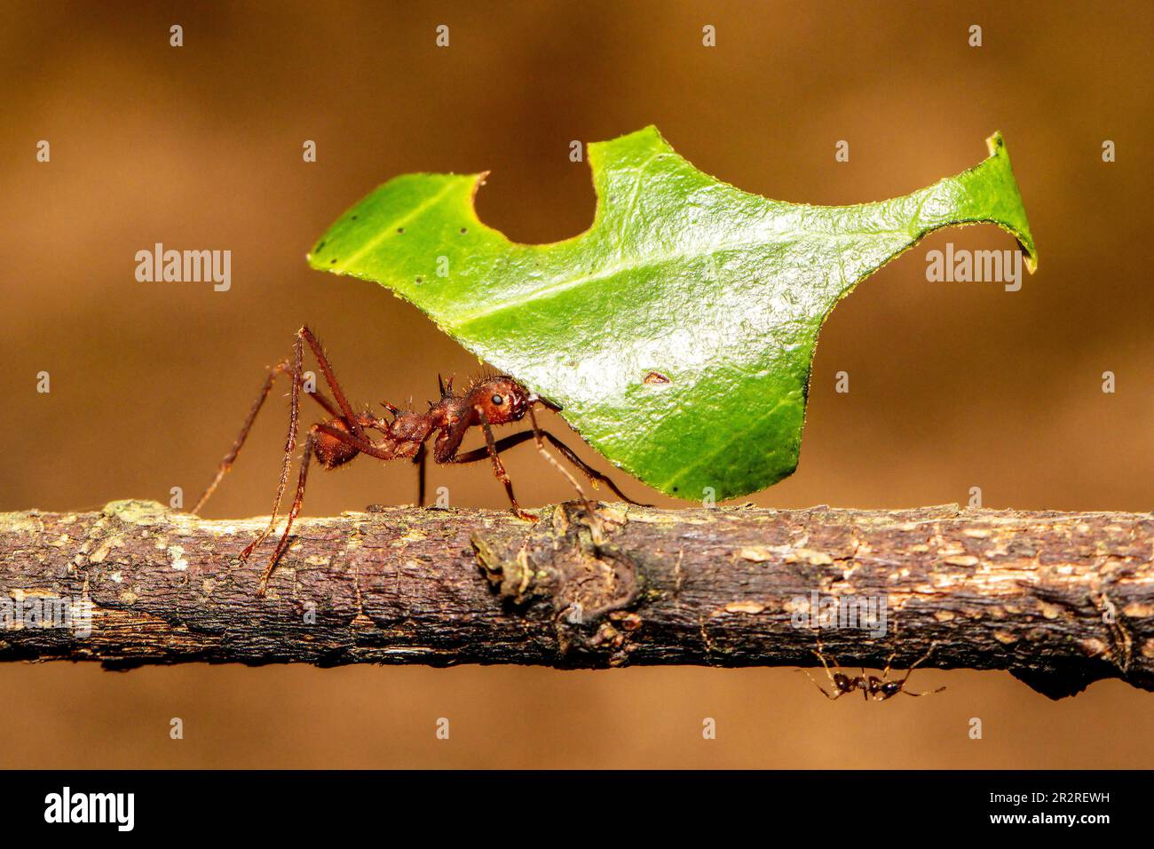 Leaf cutter ant hi-res stock photography and images - Alamy