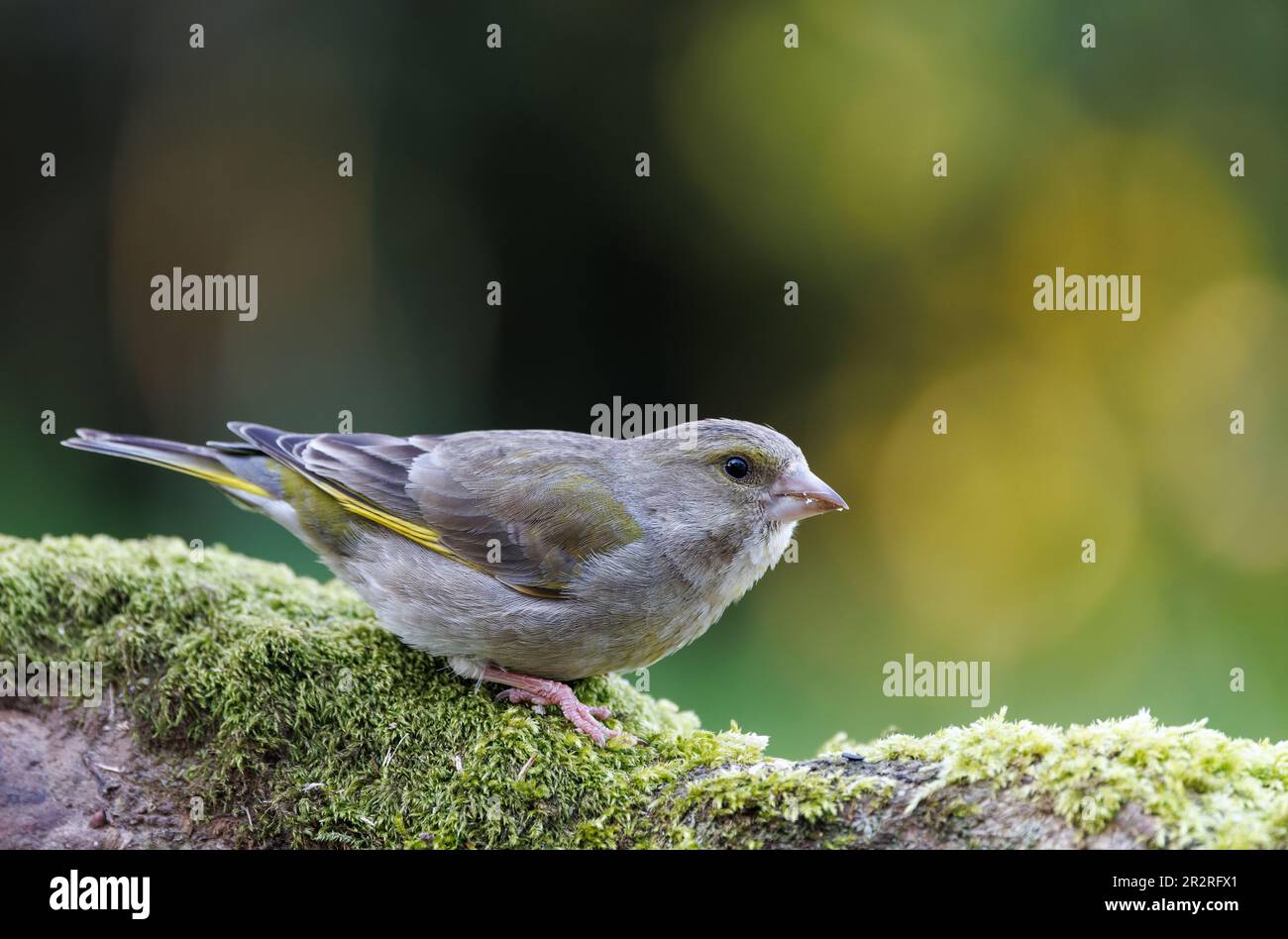 European Greenfinch [ Chloris chloris ] Female bird on mossy branch ...