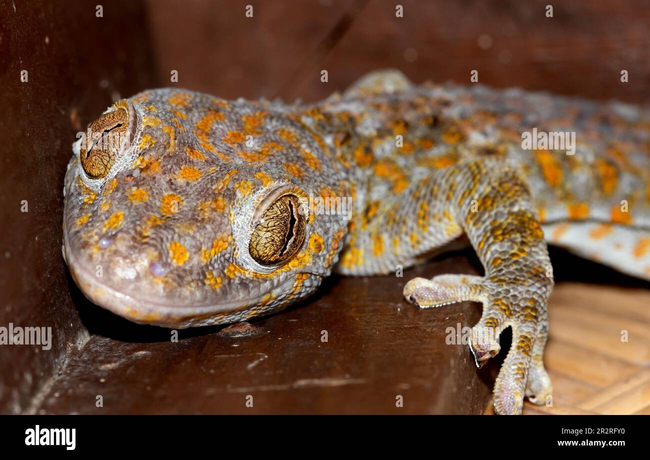 Tokay gecko, photographed on Uson island, Philippines Stock Photo - Alamy