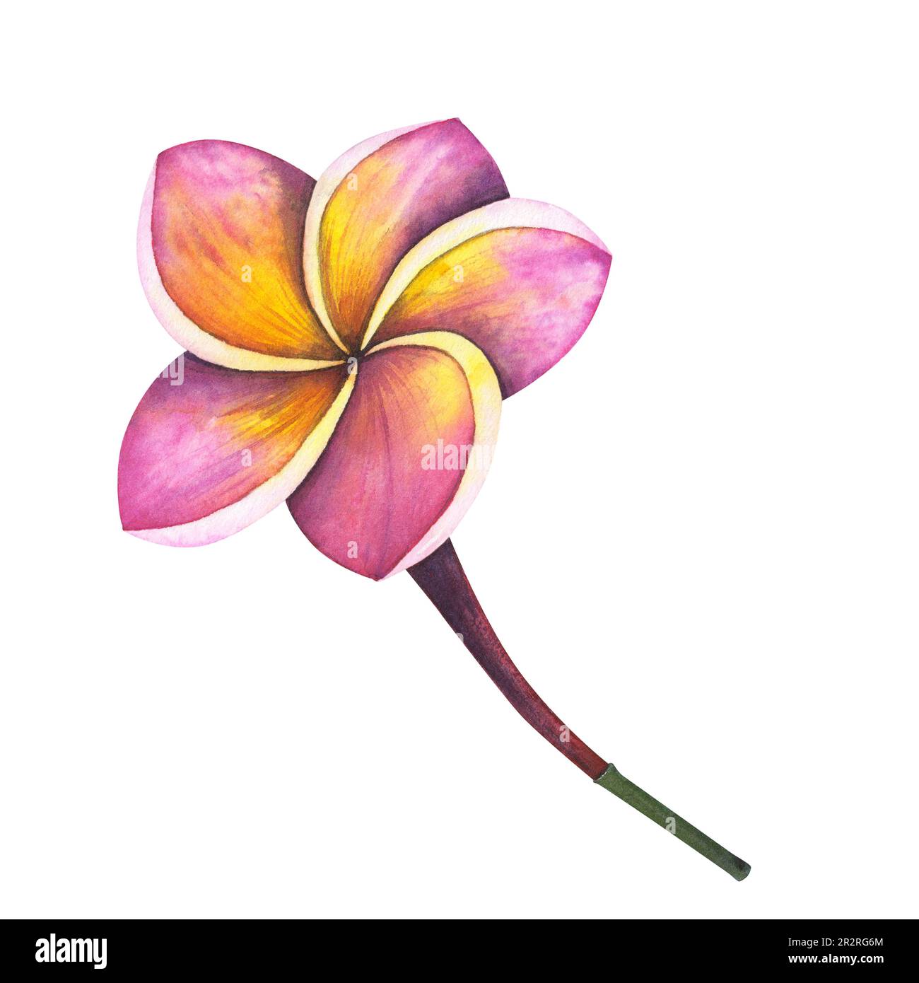 Plumeria Flower Drawing Designs