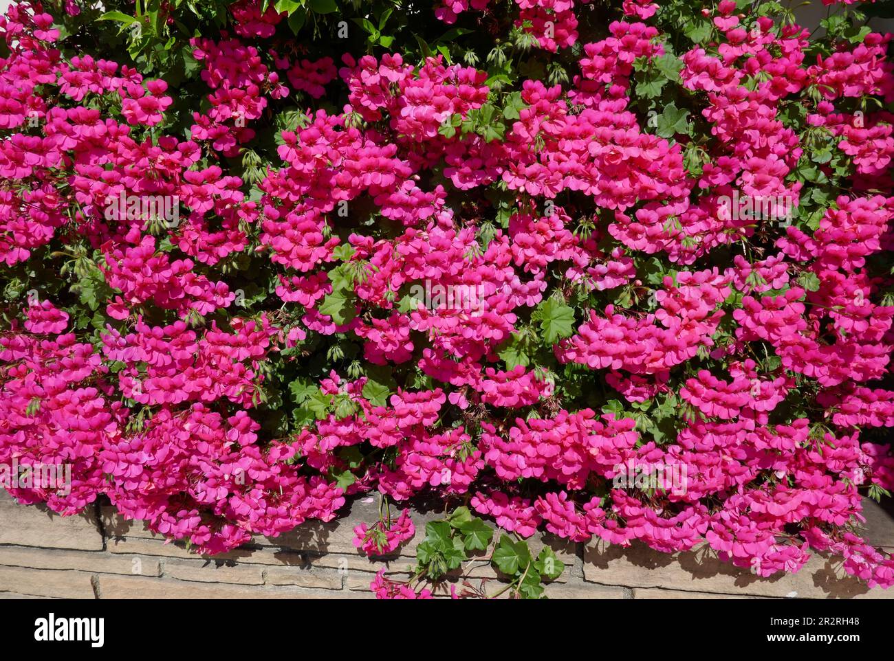 Los Angeles, California, USA 18th May 2023 Flowers at Hillside Memorial ...