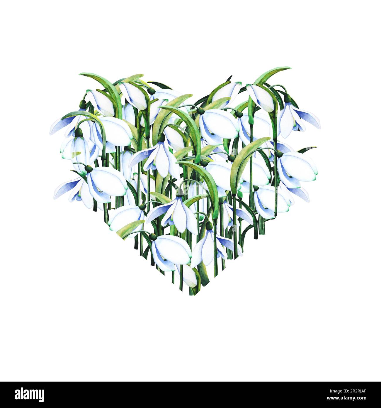 Watercolor snowdrops. Botanical illustration of flowers. Watercolor ...