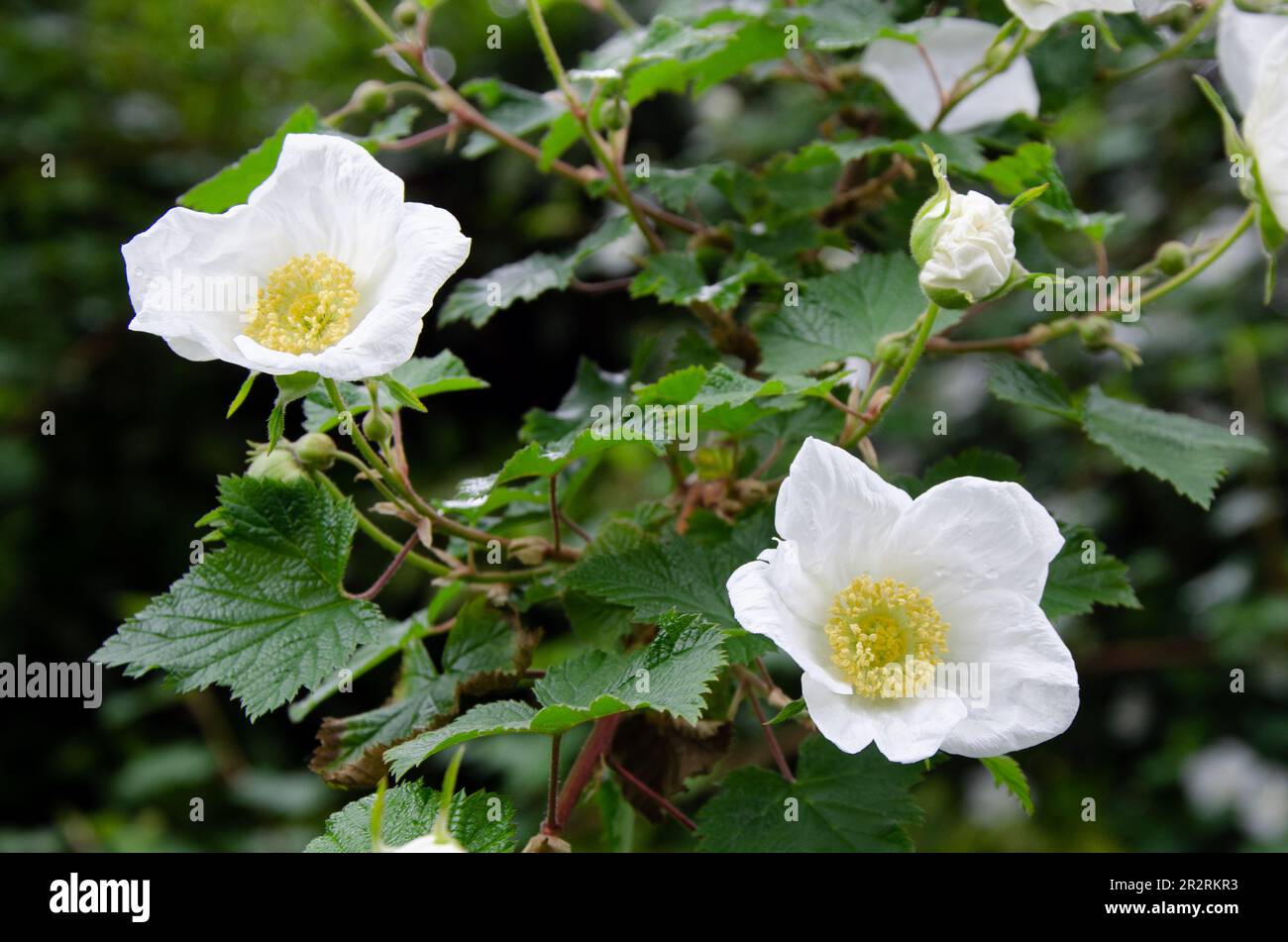 Delicious raspberry flower in bloom. Close up macro image of white ...