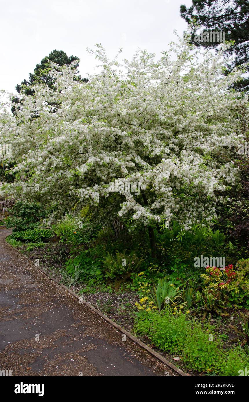 Crabapple tree in bloom. Malus sylvestris Stock Photo - Alamy