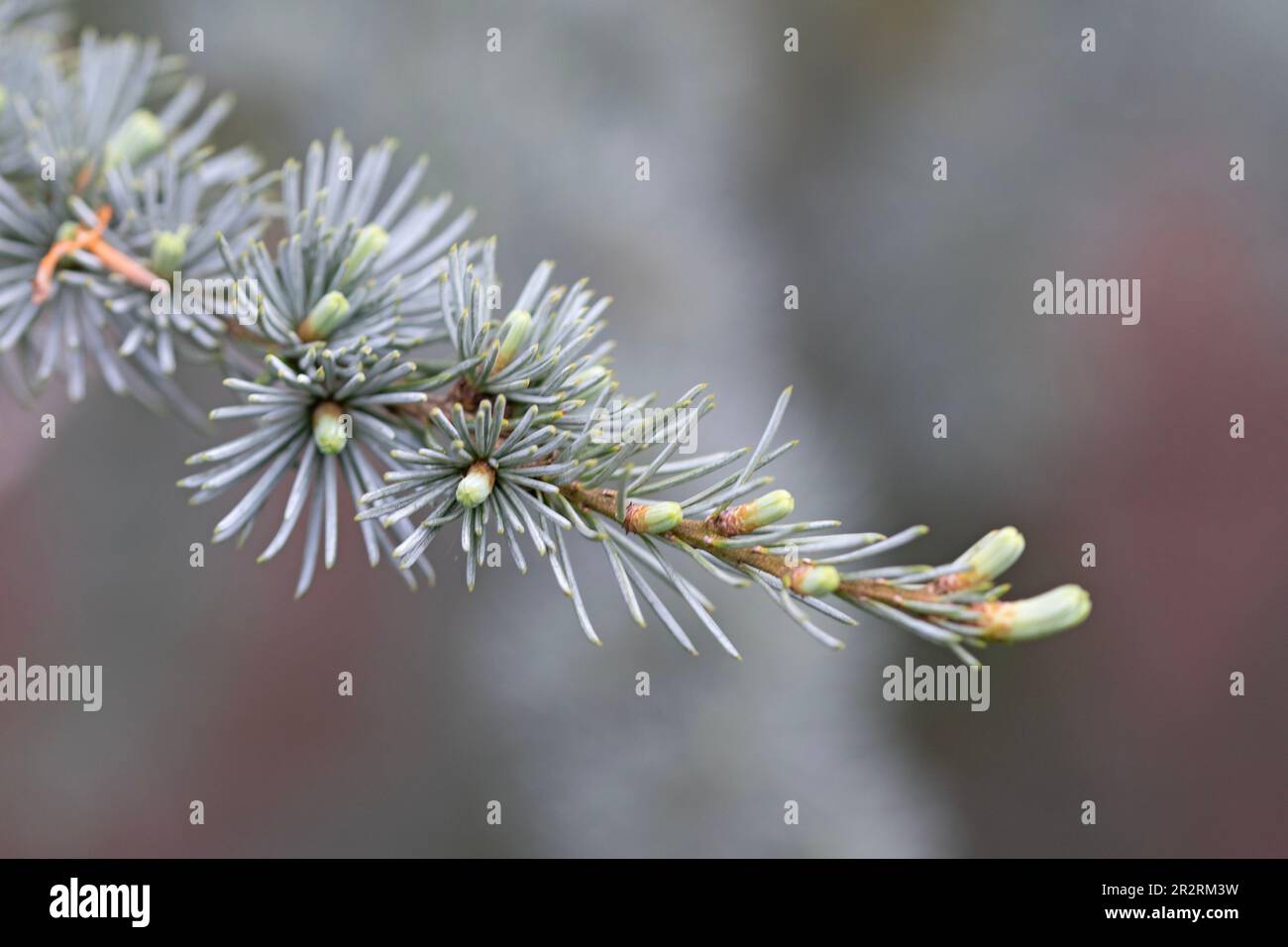 Atlas cedar tree close up macro image of leaves in spring. Cedrus ...