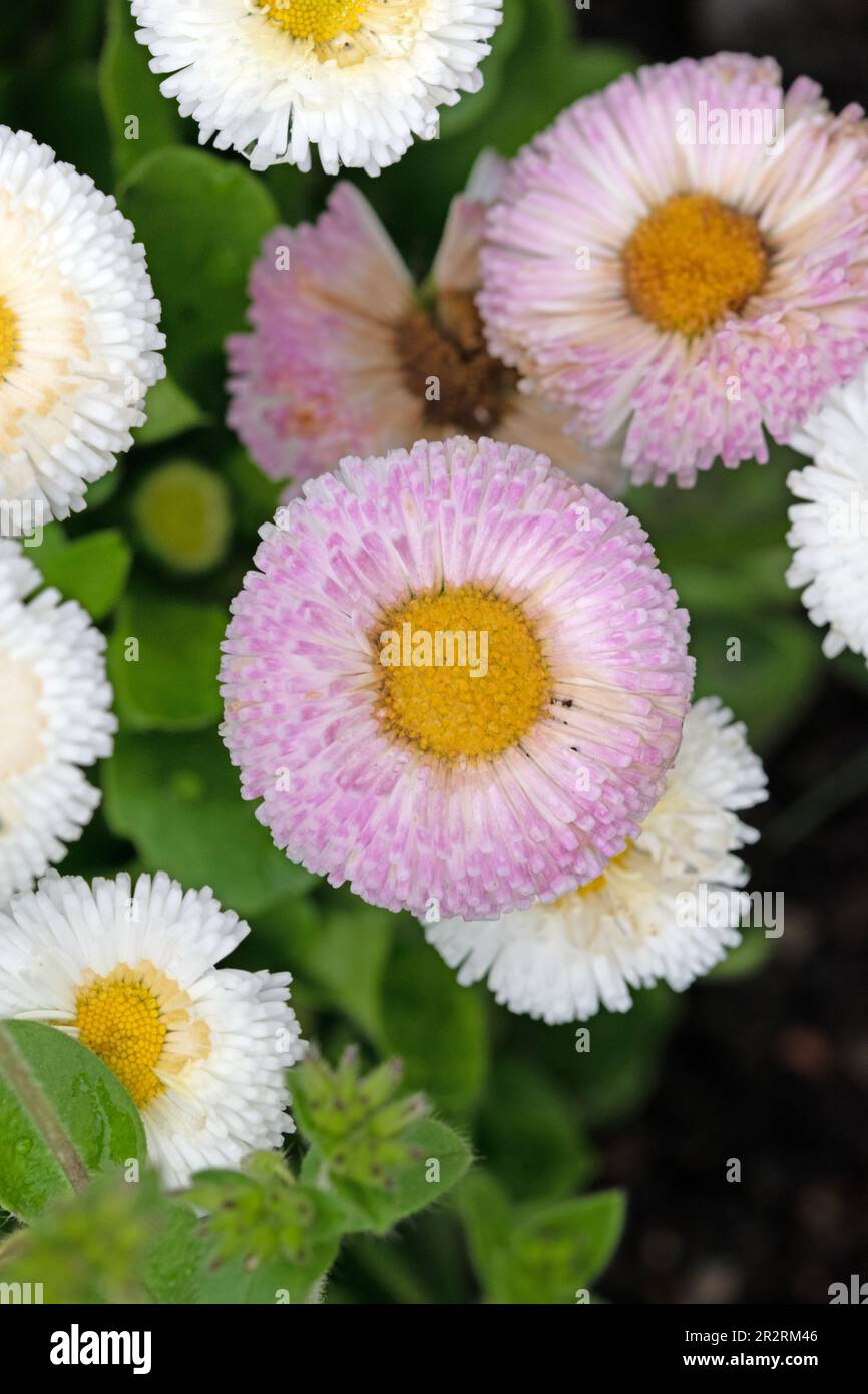 Common daisy flower, white, in full bloom. Bellis perennis Stock Photo ...