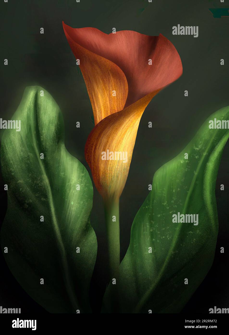 Digital illustration - a bright red-orange Cala Lilly flower on a dark ...