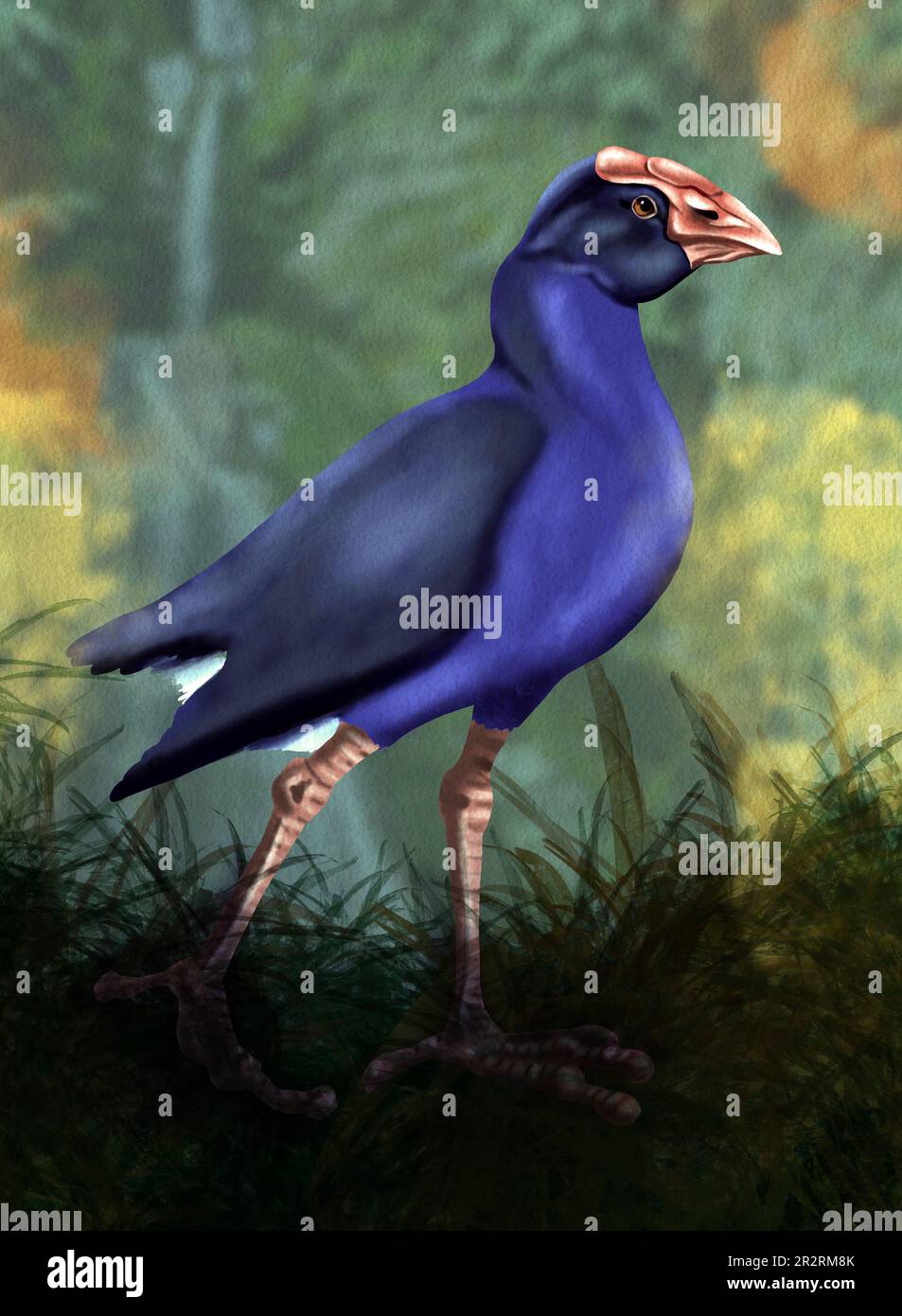 Digital illustration - a pukeko bird, dark blue bird also known as The ...