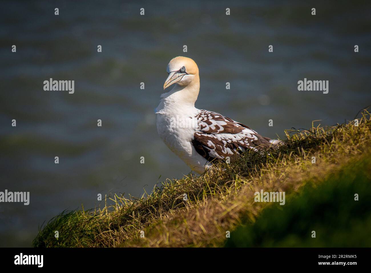 Northern gannet yorkshire hi-res stock photography and images - Alamy