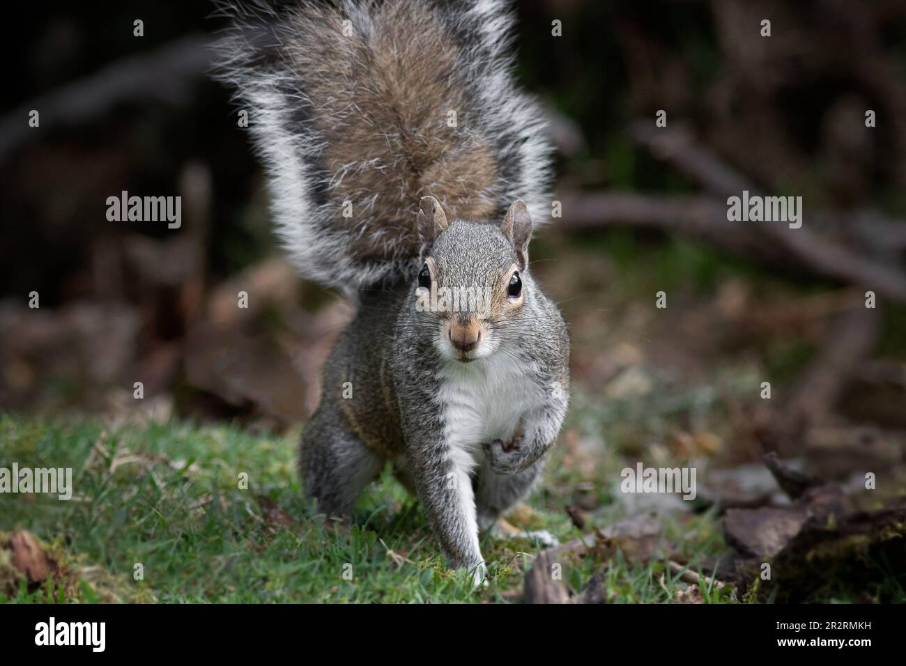 A close up of a grey squirrel with one front leg raised and looking ...