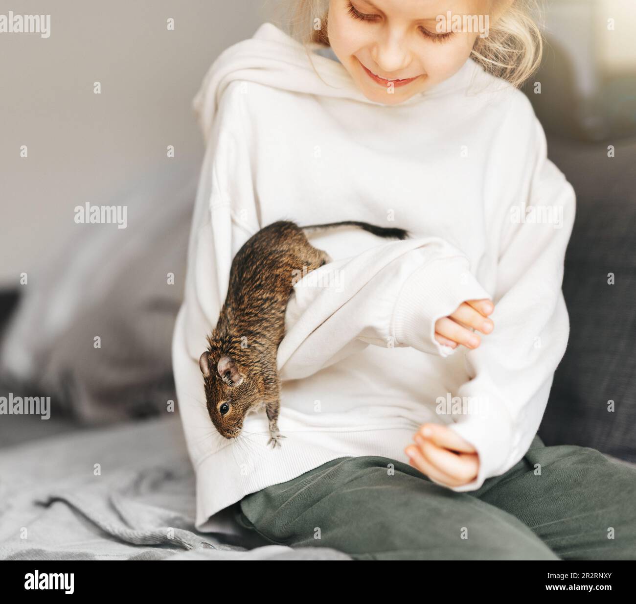 Young girl playing with cute chilean degu squirrel. Cute pet sitting on ...