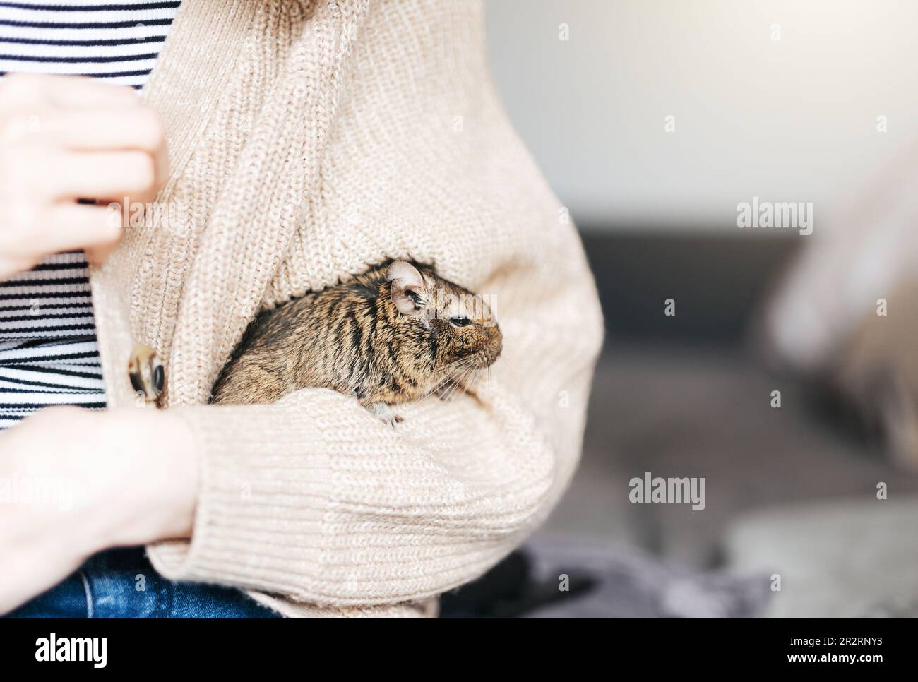 Young girl playing with cute chilean degu squirrel. Cute pet sitting on ...