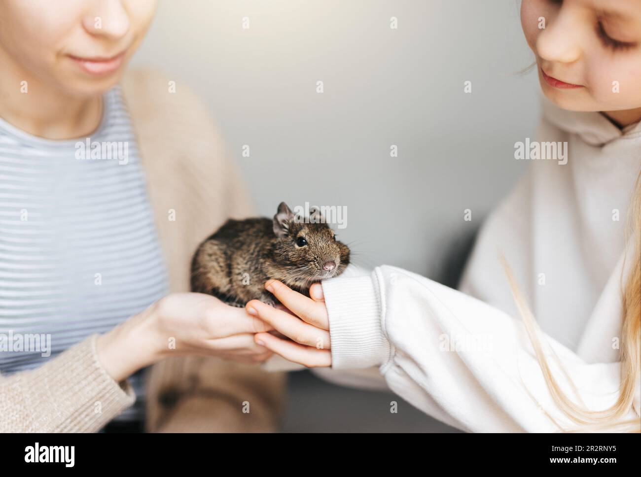 Young girl playing with cute chilean degu squirrel. Cute pet sitting on ...