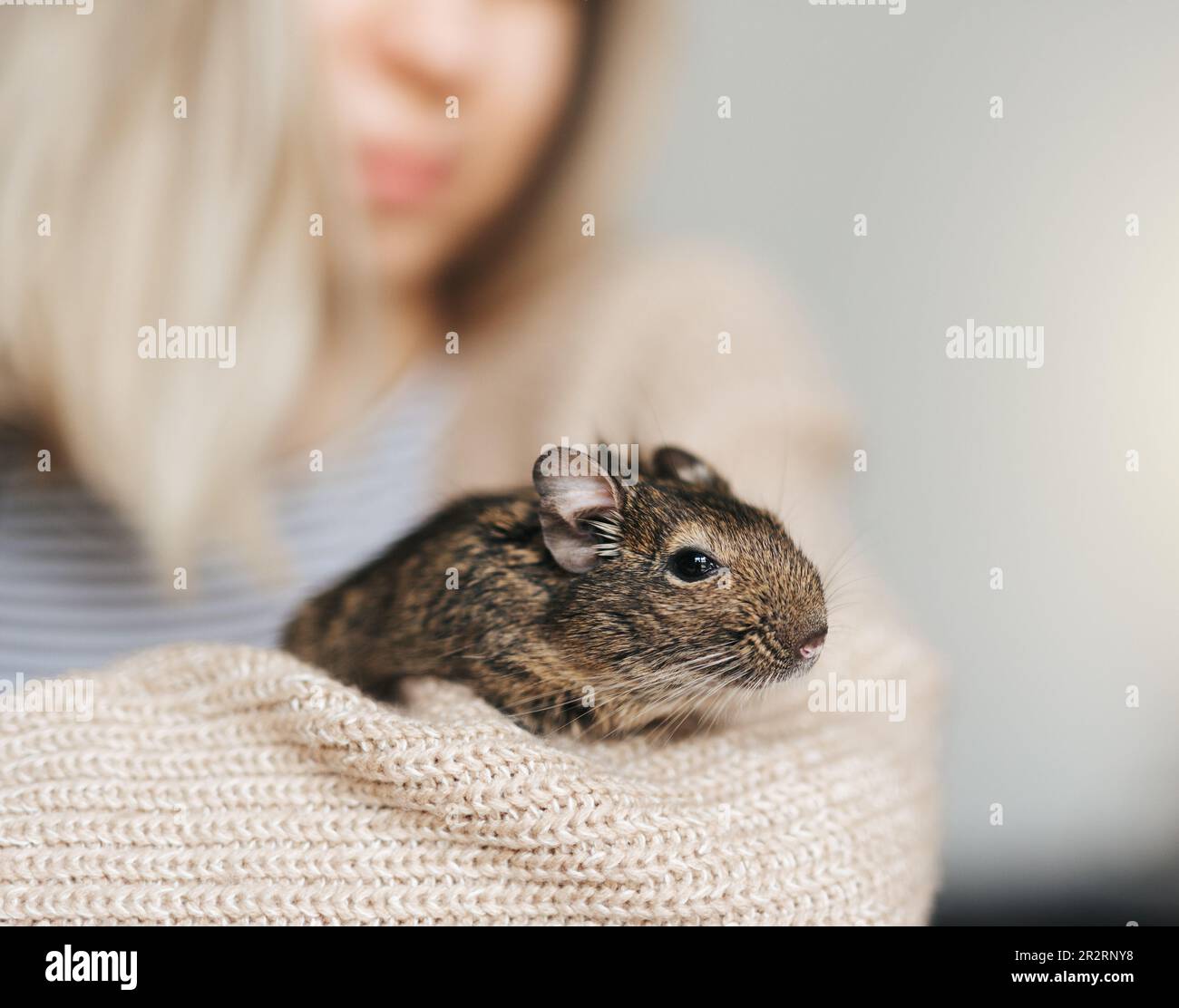 Young girl playing with cute chilean degu squirrel. Cute pet sitting on ...