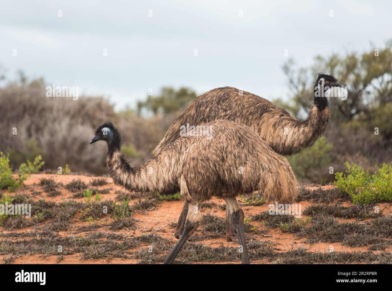 Two emu (Dromaius novaehollandiae) in the dry outback landscape of the ...