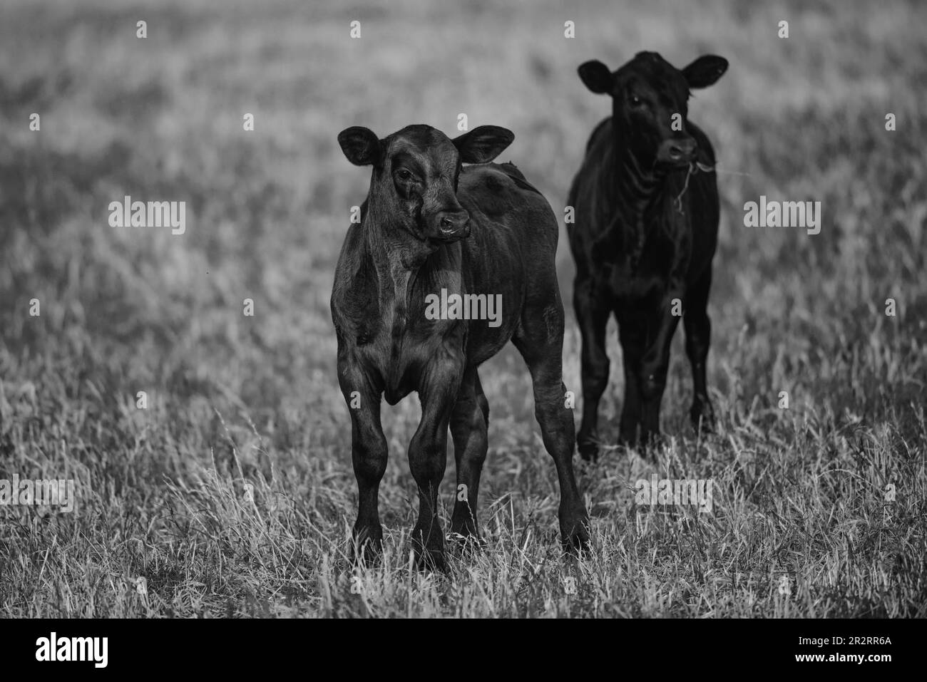 Hereford cattle cows in Black and White Stock Photos & Images - Alamy