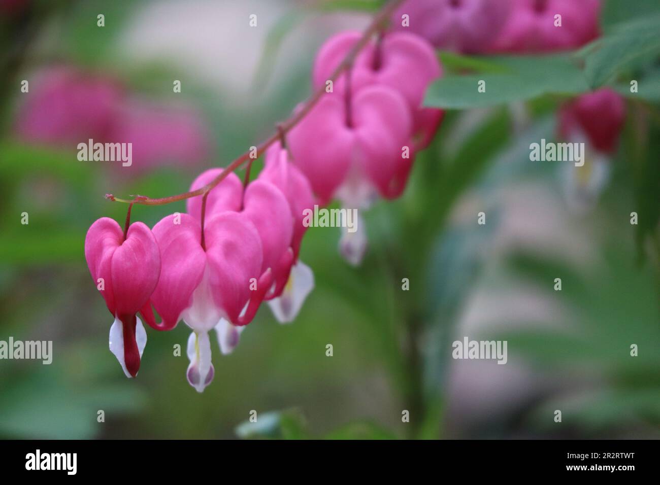 Old fashioned bleeding heart hi-res stock photography and images - Alamy