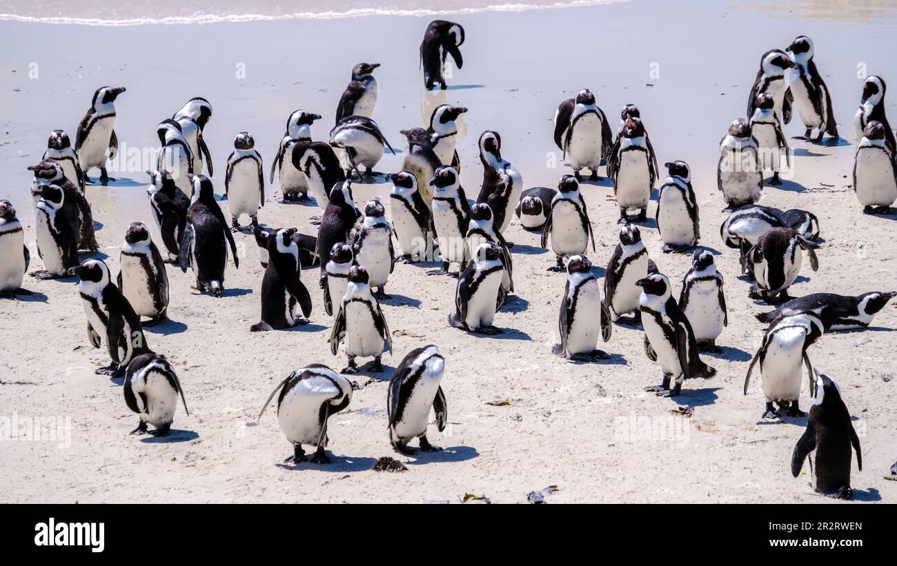 A group of Penguins at Boulders Beach in Simons Town, Cape Town, South ...