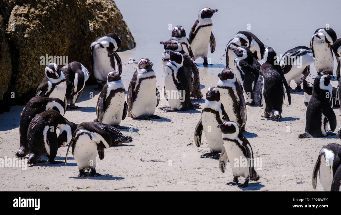 Penguins at Boulders Beach in Simons Town, Cape Town, South Africa ...
