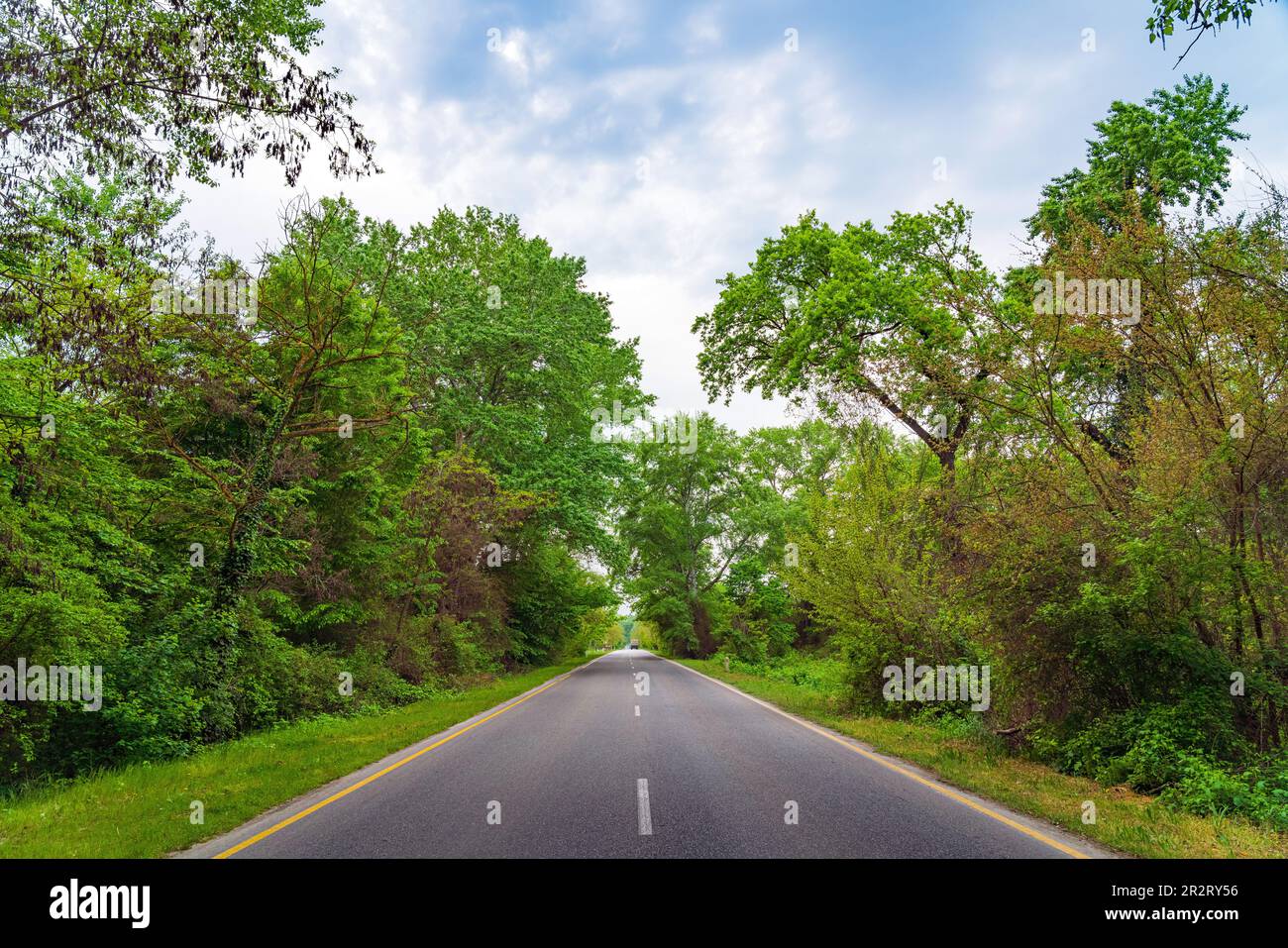 Wide asphalt road between dense green trees Stock Photo - Alamy
