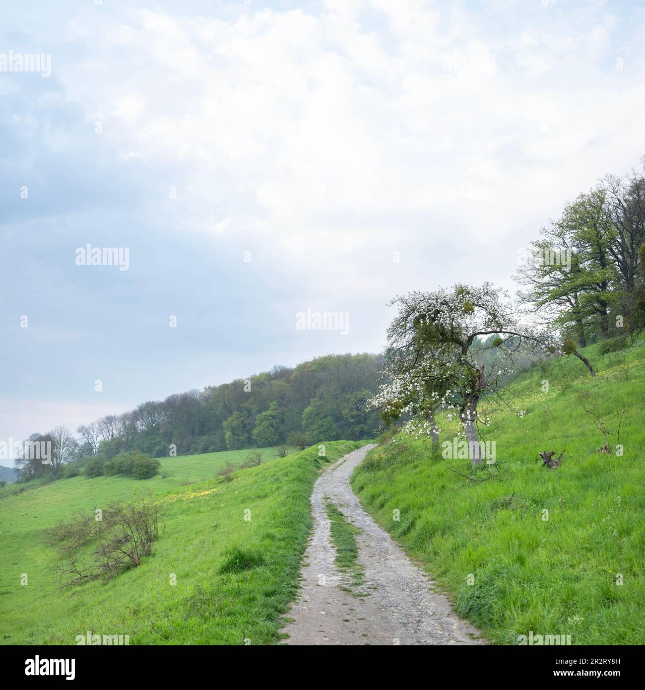 Field road apple tree hi-res stock photography and images - Alamy