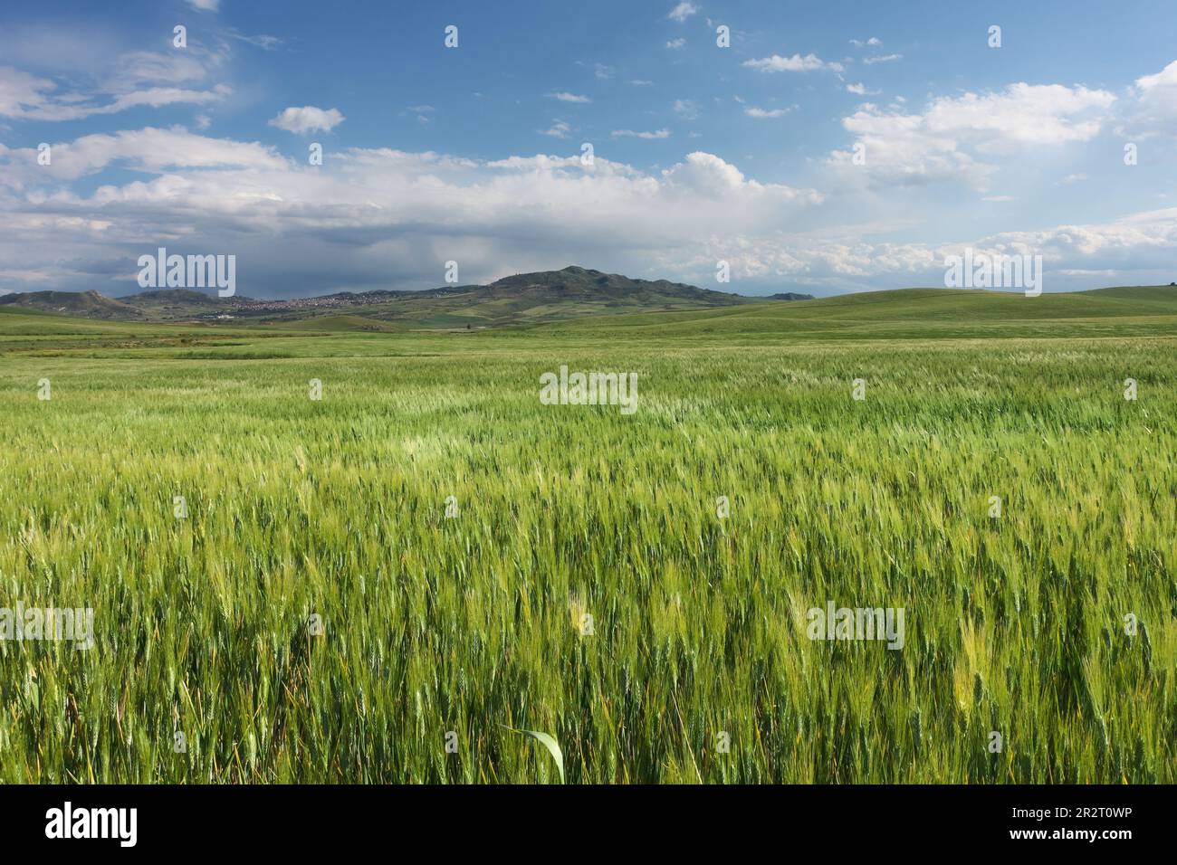 Rolling landscape field wheat hi-res stock photography and images - Alamy